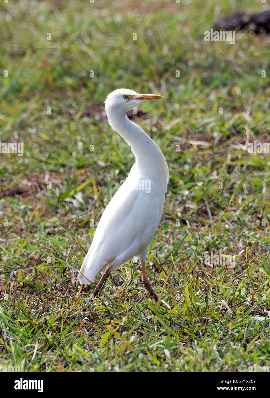 Western cattle egret, Kuhreiher, Héron garde-bœufs, Bubulcus ibis ...