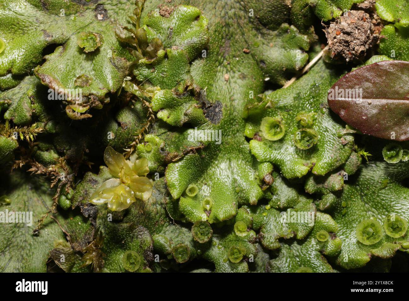 Common Liverwort (Marchantia polymorpha) Plantae Stock Photo - Alamy