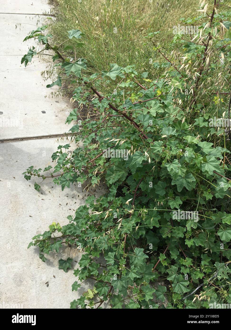 cheeseweed mallow (Malva parviflora) Plantae Stock Photo - Alamy