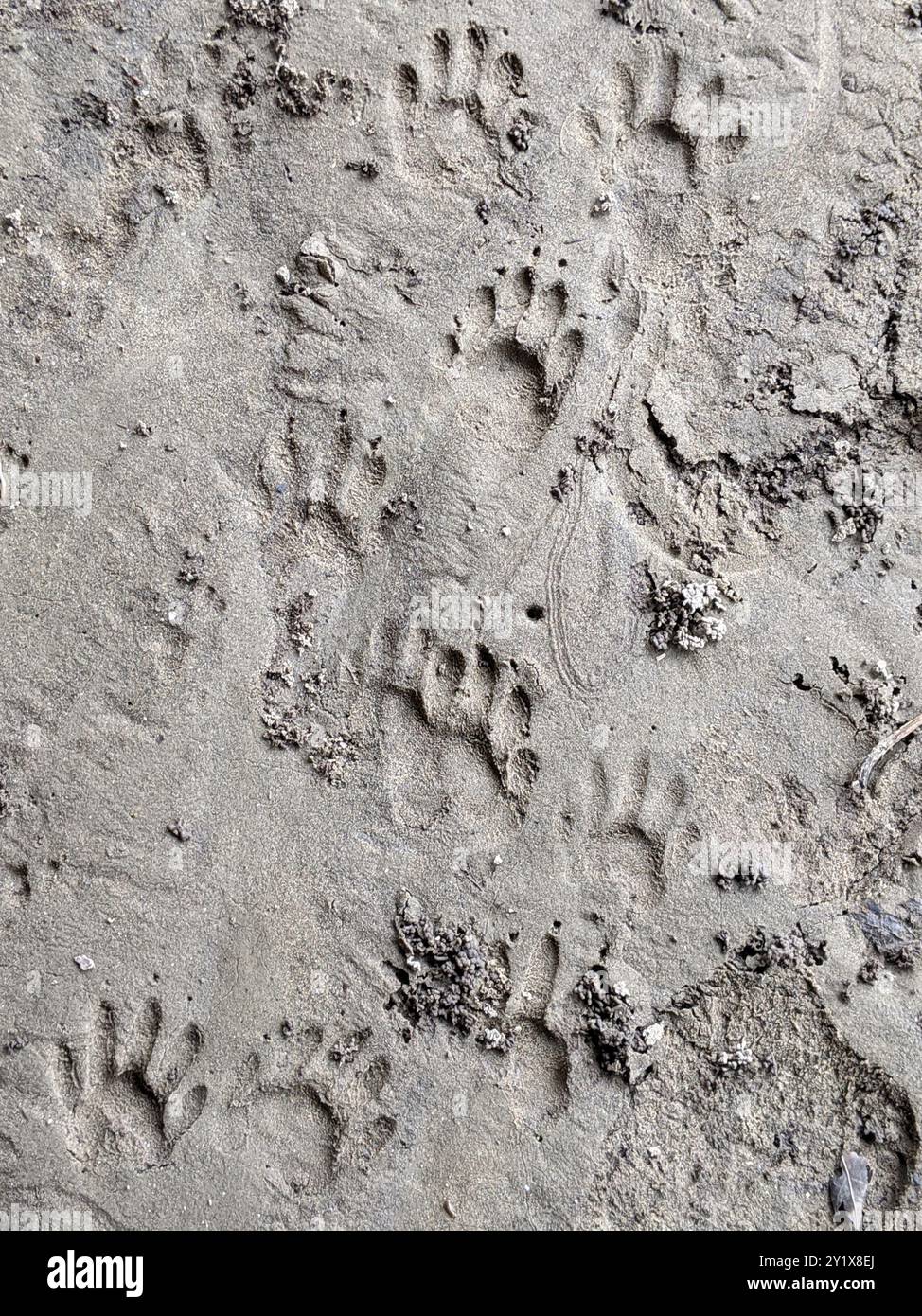 Mammals (Mammalia) Mammalia Stock Photo - Alamy