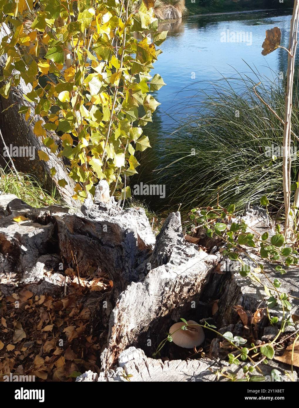 Tawaka (Cyclocybe parasitica) Fungi Stock Photo - Alamy