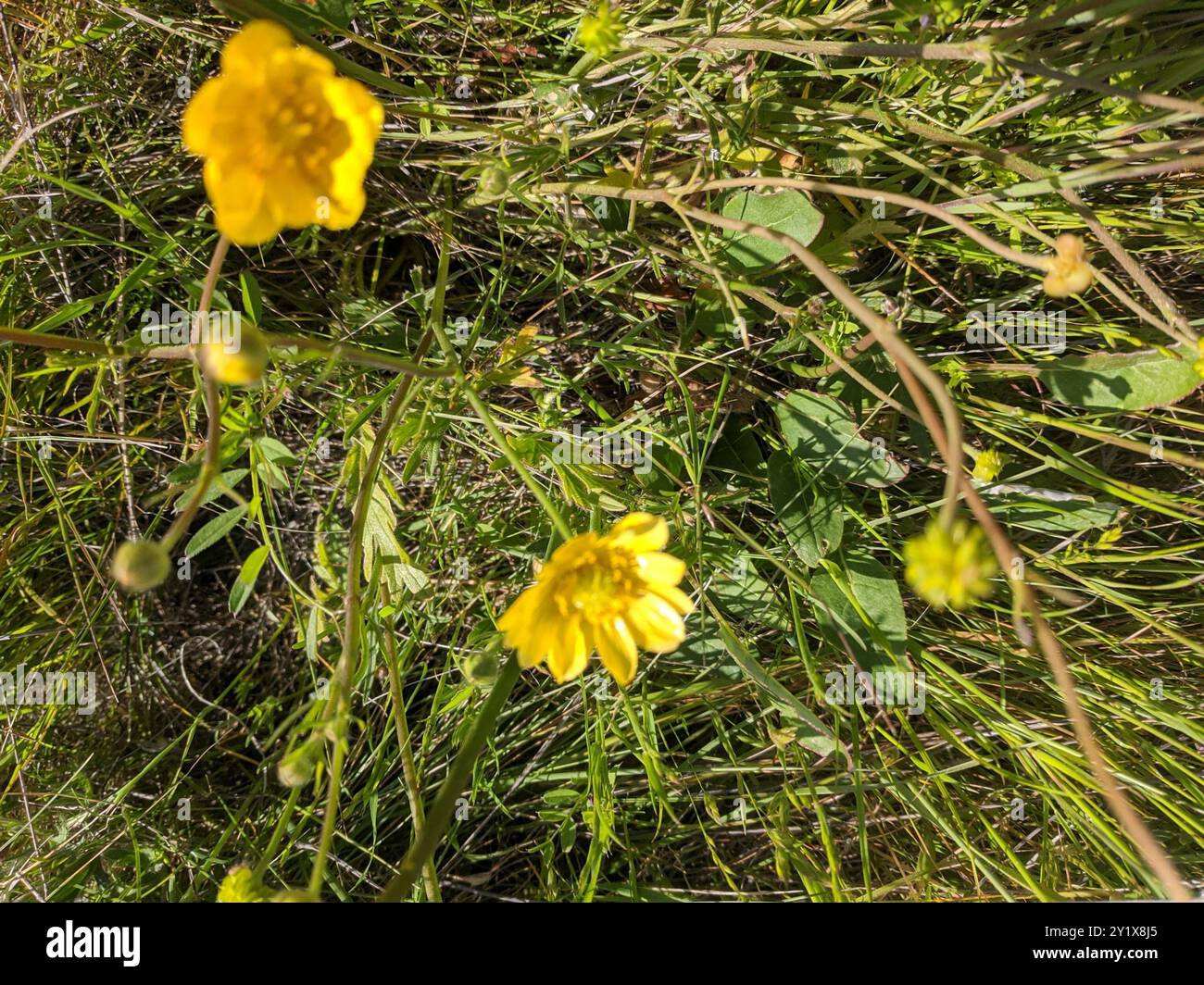 California buttercup (Ranunculus californicus) Plantae Stock Photo - Alamy
