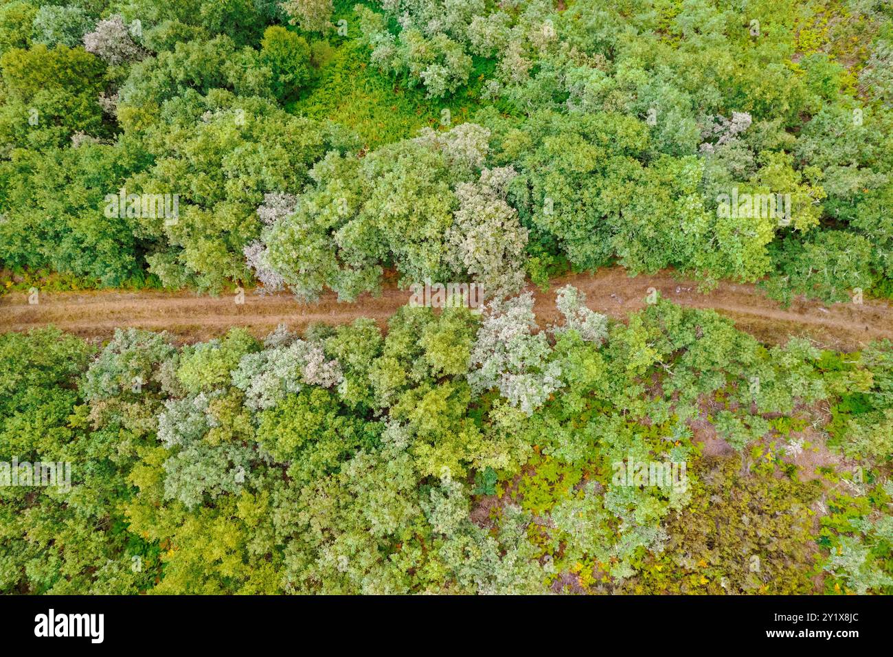 overhead drone aerial view of a forest dirt track in a pine forest Stock Photo - Alamy