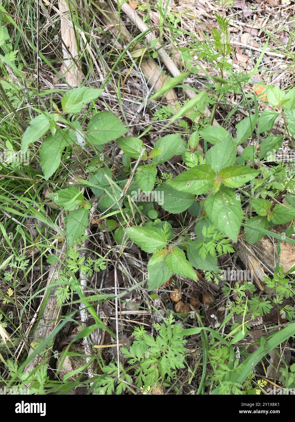 shrubby copperleaf (Acalypha phleoides) Plantae Stock Photo - Alamy
