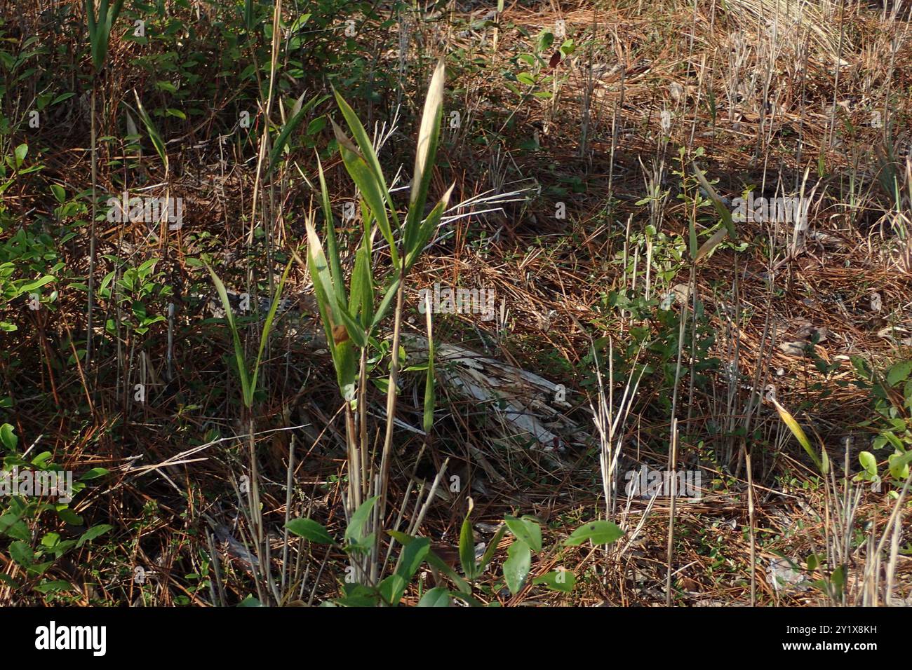 switch cane (Arundinaria tecta) Plantae Stock Photo - Alamy