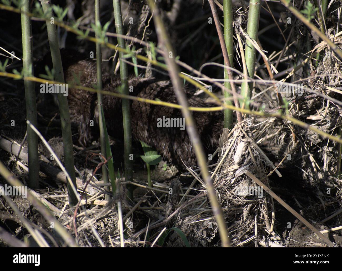 American Mink (Neogale vison) Mammalia Stock Photo - Alamy