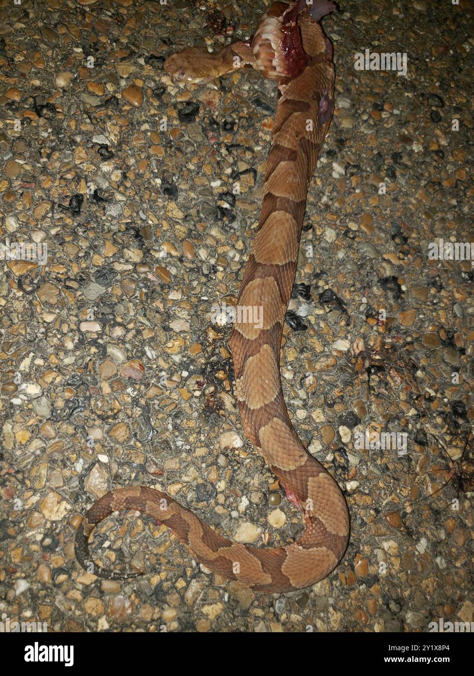 Eastern Copperhead (Agkistrodon contortrix) Reptilia Stock Photo - Alamy