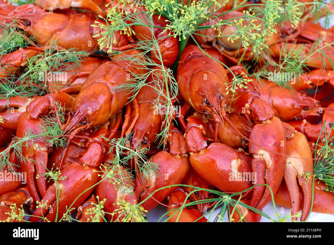 Typical crayfish / crawfish party in Finland in August 2024 Stock Photo ...
