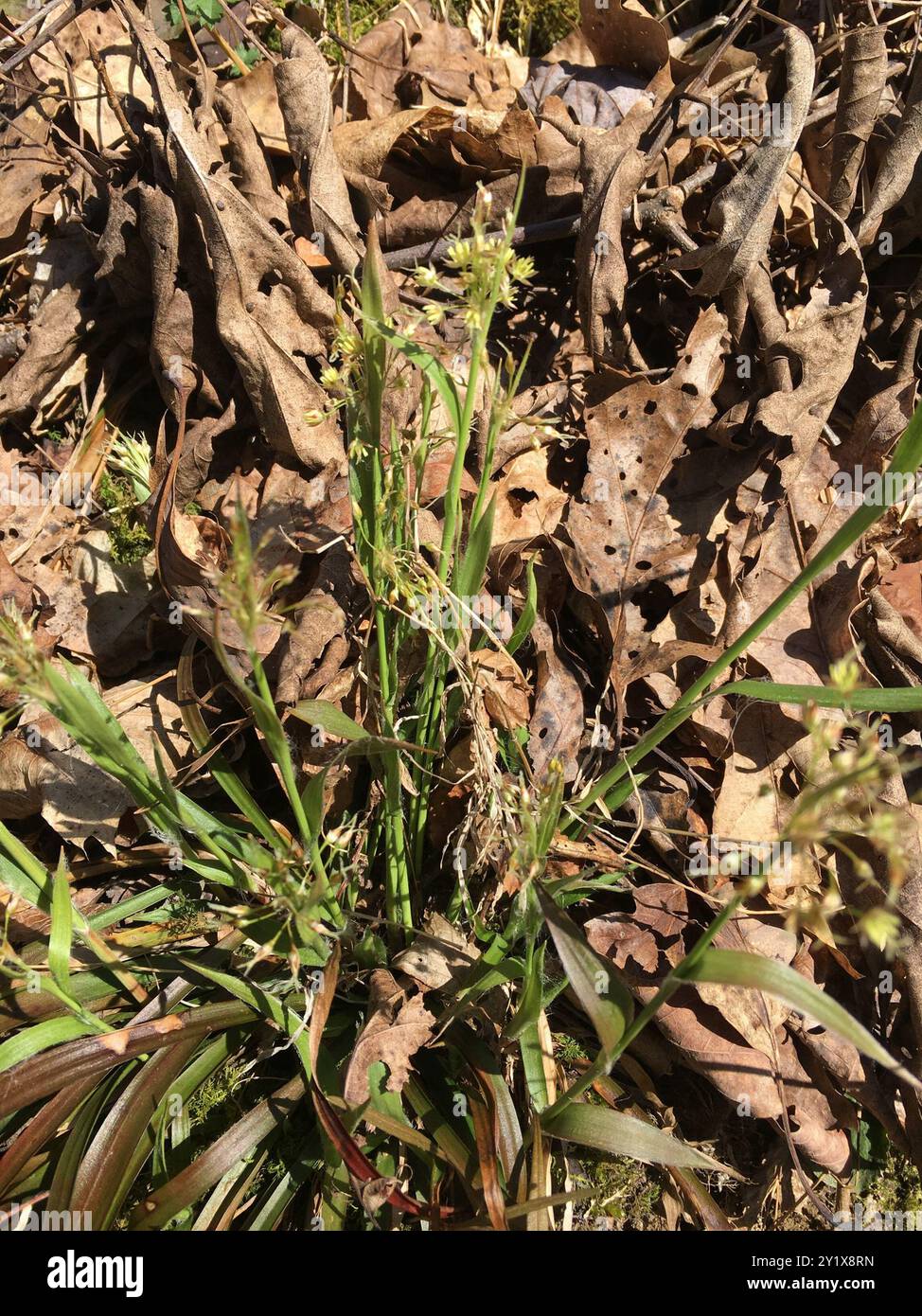 hairy woodrush (Luzula acuminata) Plantae Stock Photo - Alamy