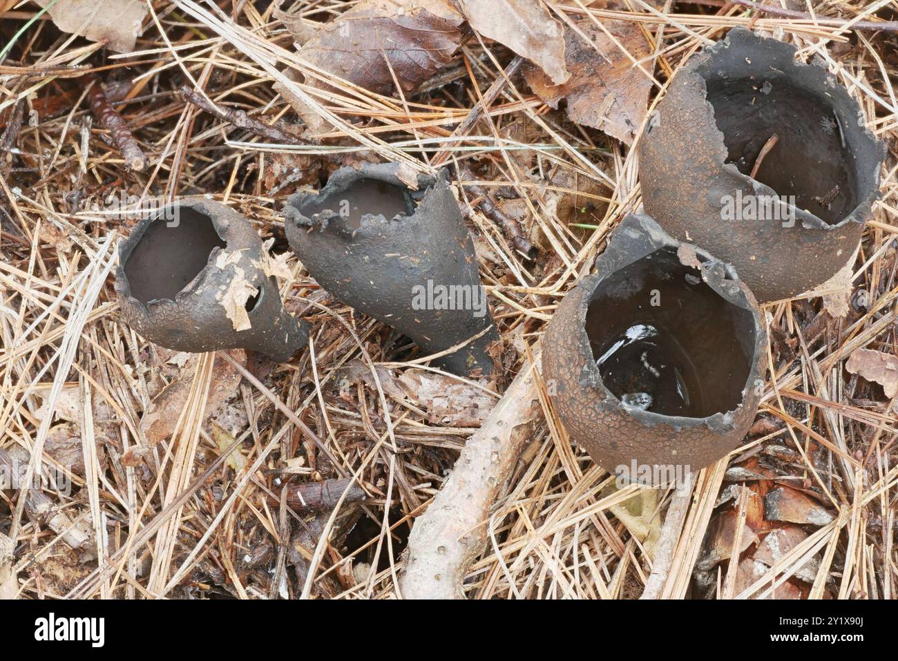 devil's urn (Urnula craterium) Fungi Stock Photo - Alamy