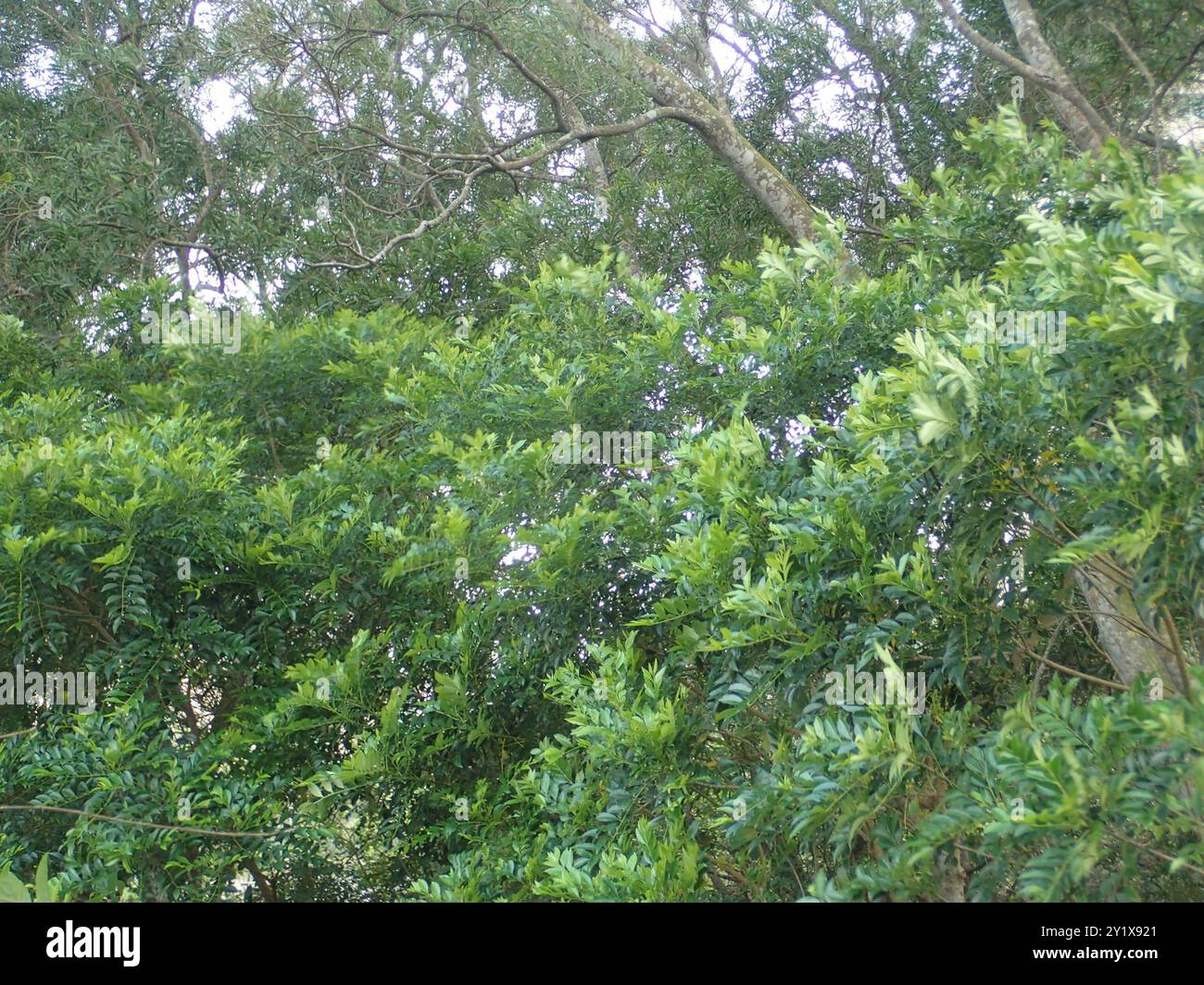 Chinese Wingleaf Prickly Ash (Zanthoxylum avicennae) Plantae Stock ...