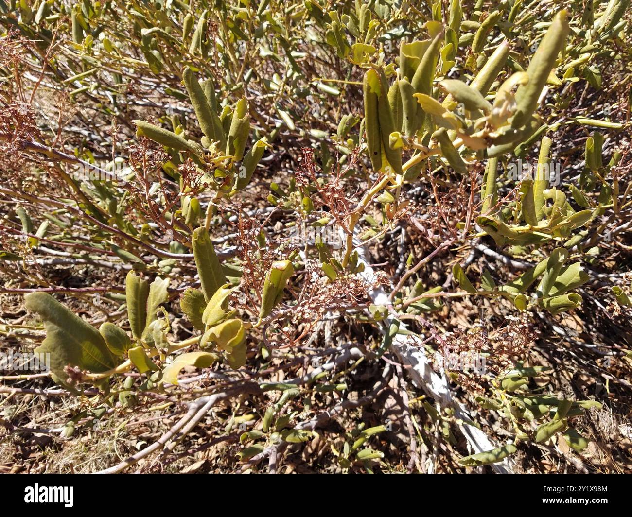 Snowbrush Ceanothus (Ceanothus velutinus) Plantae Stock Photo - Alamy