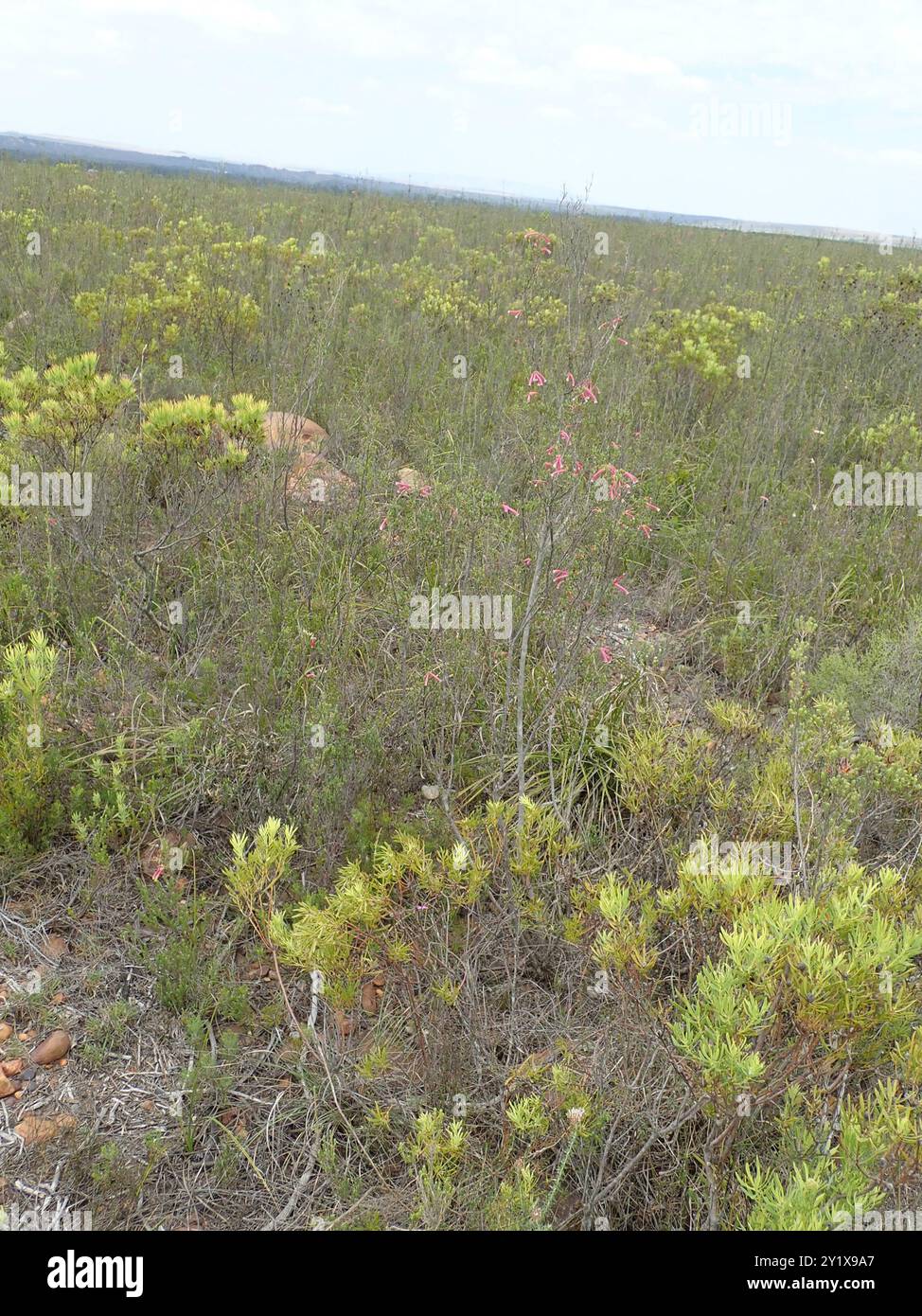Twotone Heath (Erica versicolor) Plantae Stock Photo - Alamy