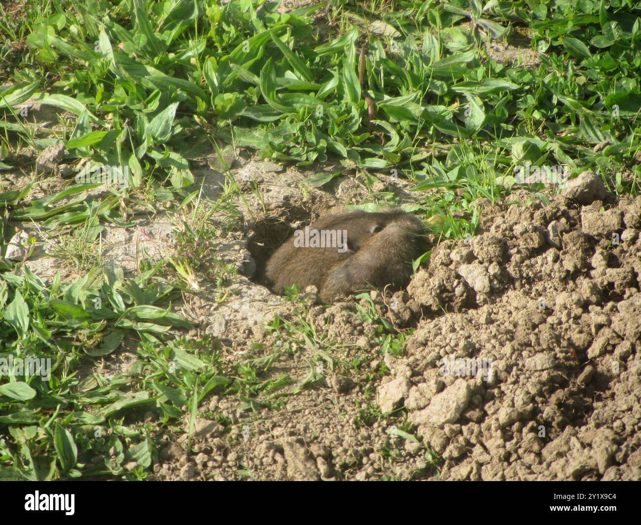 Camas Pocket Gopher (Thomomys bulbivorus) Mammalia Stock Photo - Alamy