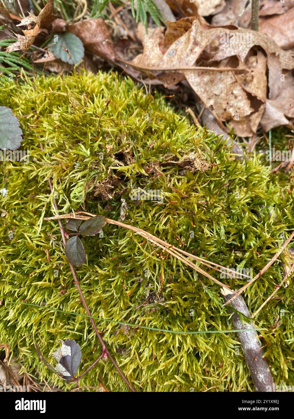 Beautiful Branch Moss (Callicladium haldanianum) Plantae Stock Photo ...