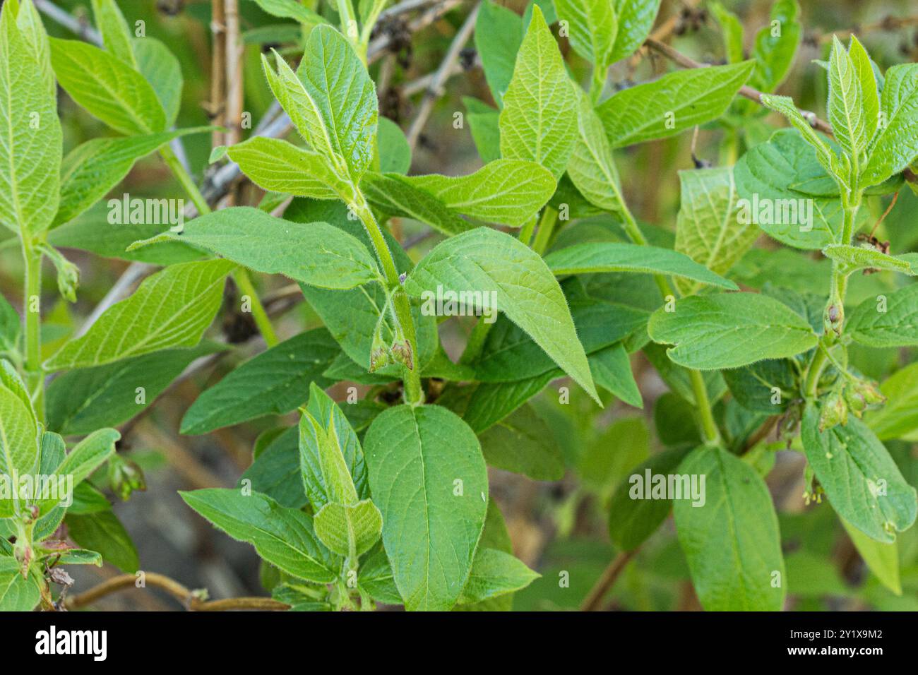 twinberry honeysuckle (Lonicera involucrata) Plantae Stock Photo - Alamy