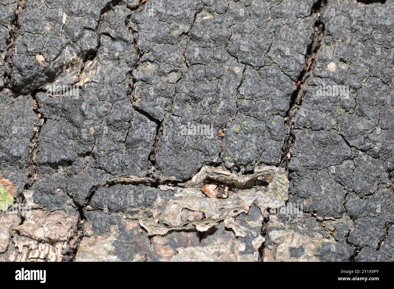 Brittle Cinder (Kretzschmaria deusta) Fungi Stock Photo - Alamy