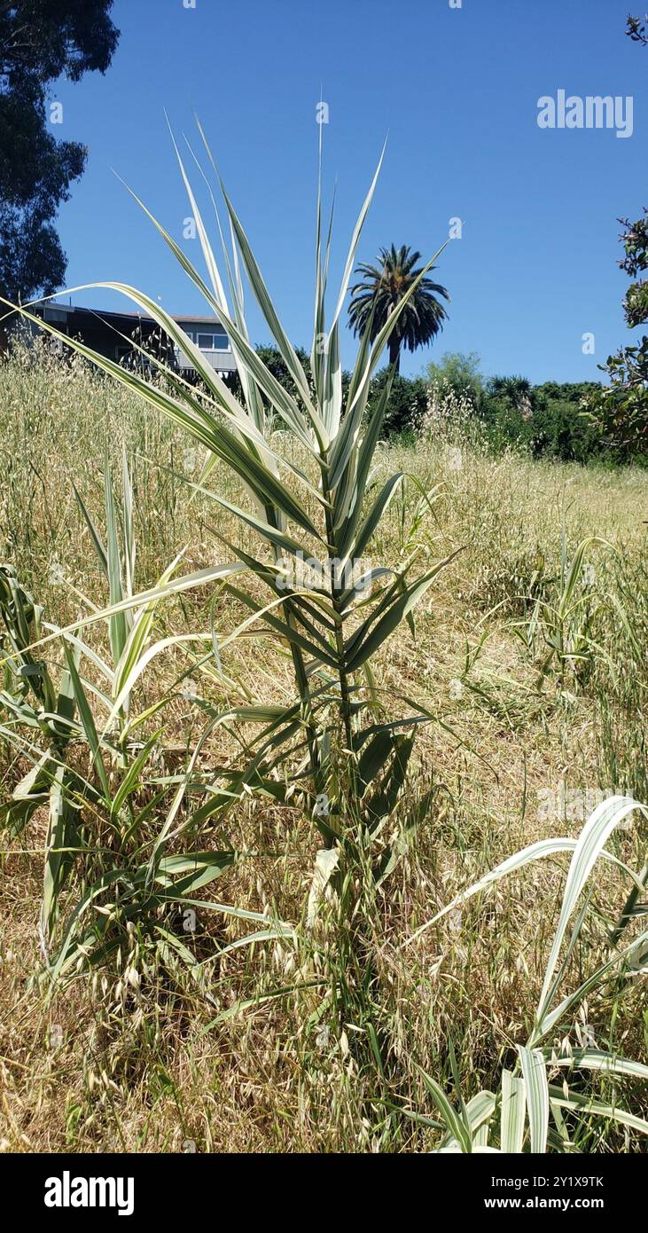 Spanish reed (Arundo donax versicolor) Plantae Stock Photo - Alamy