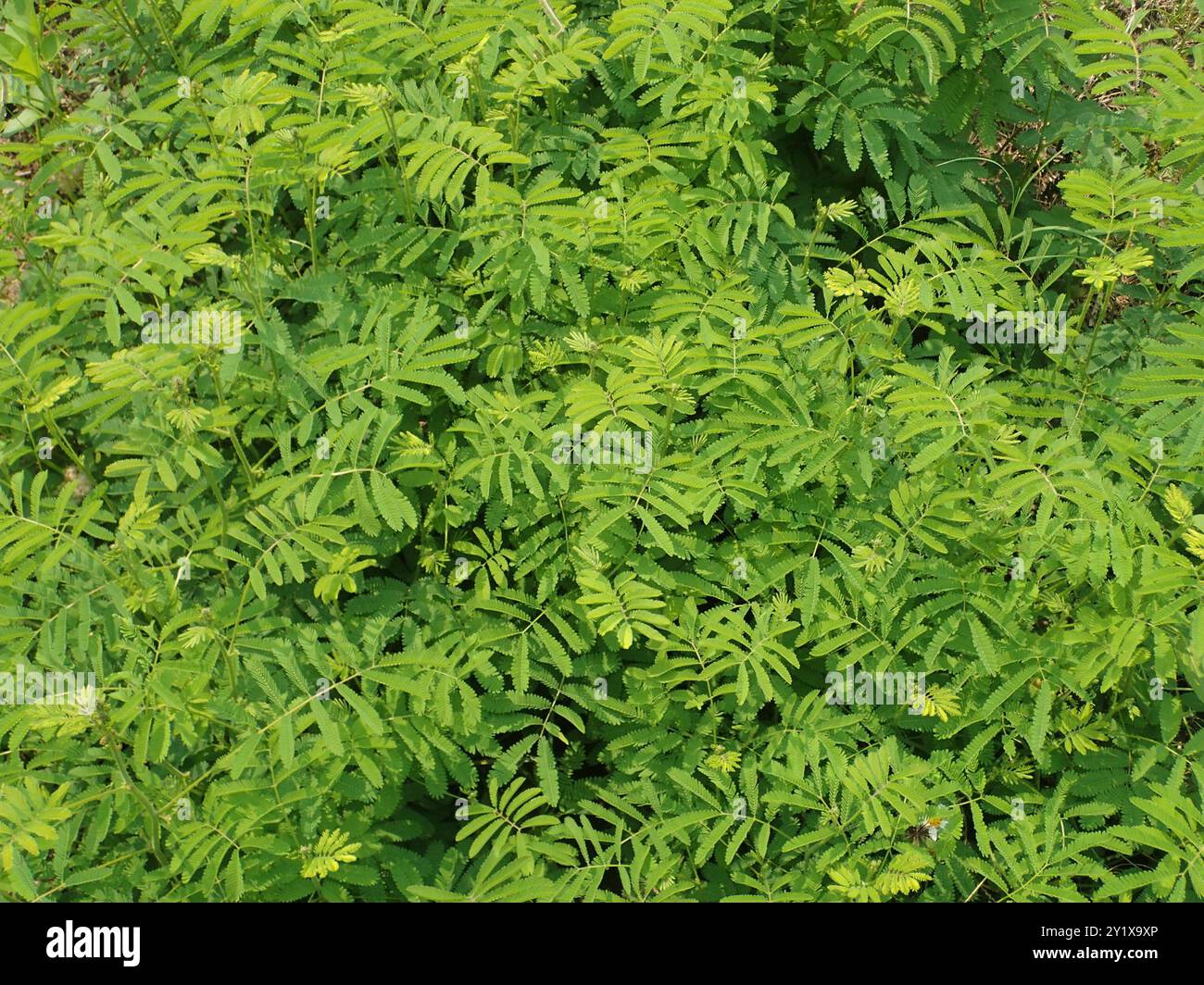 giant false sensitive plant (Mimosa diplotricha) Plantae Stock Photo ...