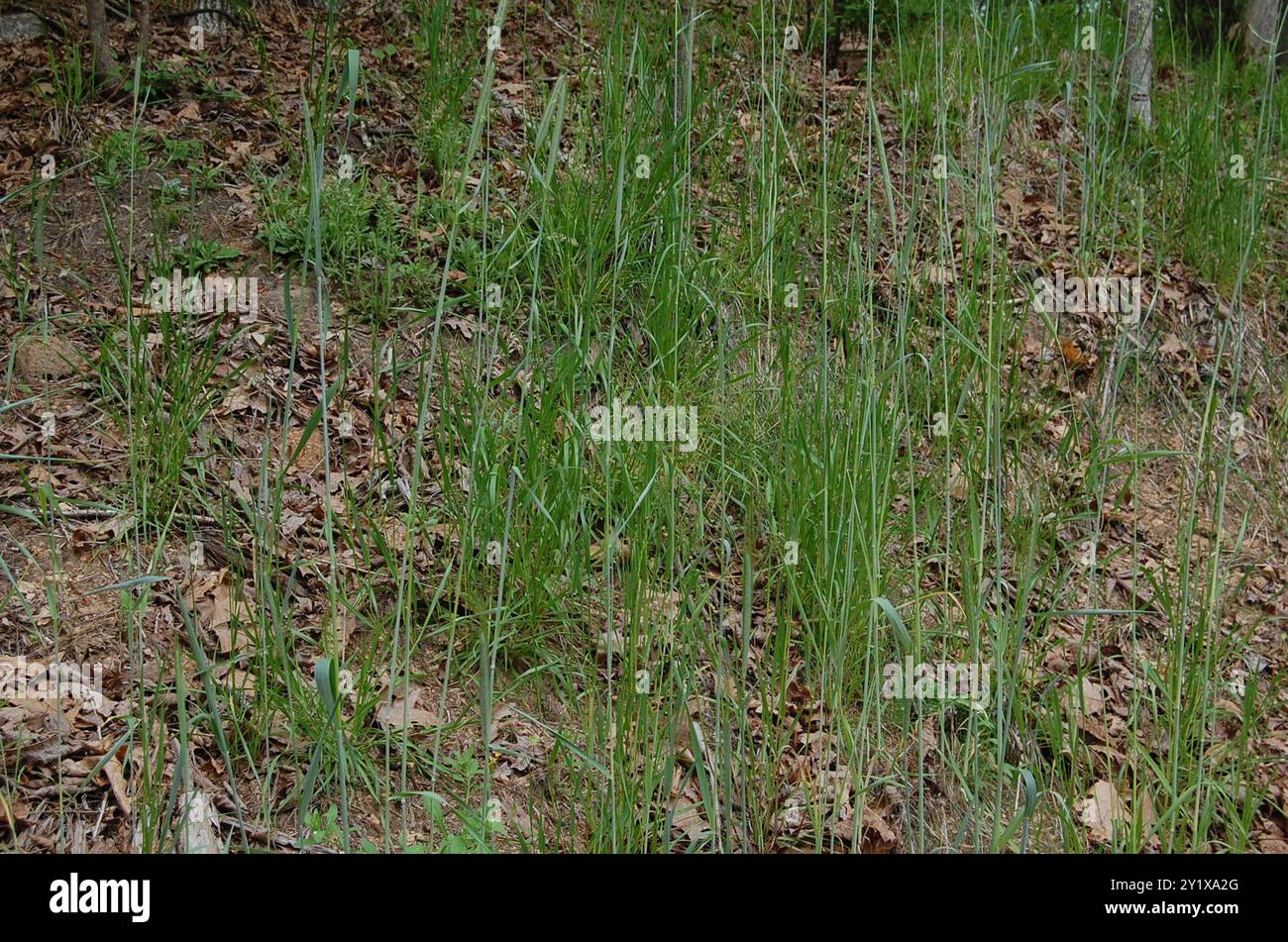 grasses, sedges, cattails, and allies (Poales) Plantae Stock Photo - Alamy