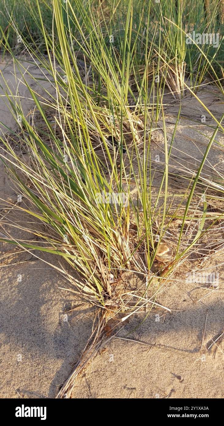 grasses (Poaceae) Plantae Stock Photo - Alamy