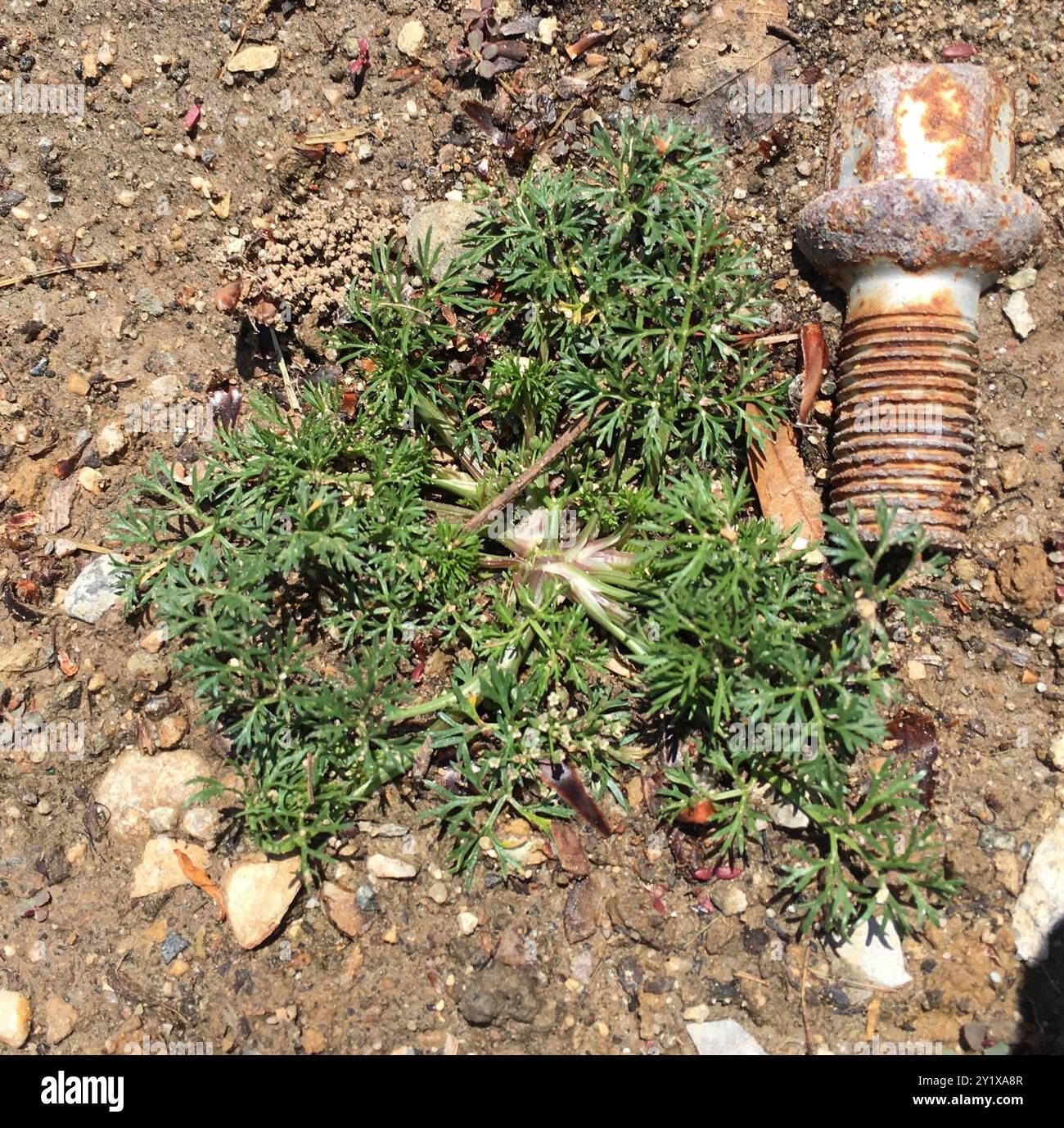 Marsh parsley (Cyclospermum leptophyllum) Plantae Stock Photo - Alamy
