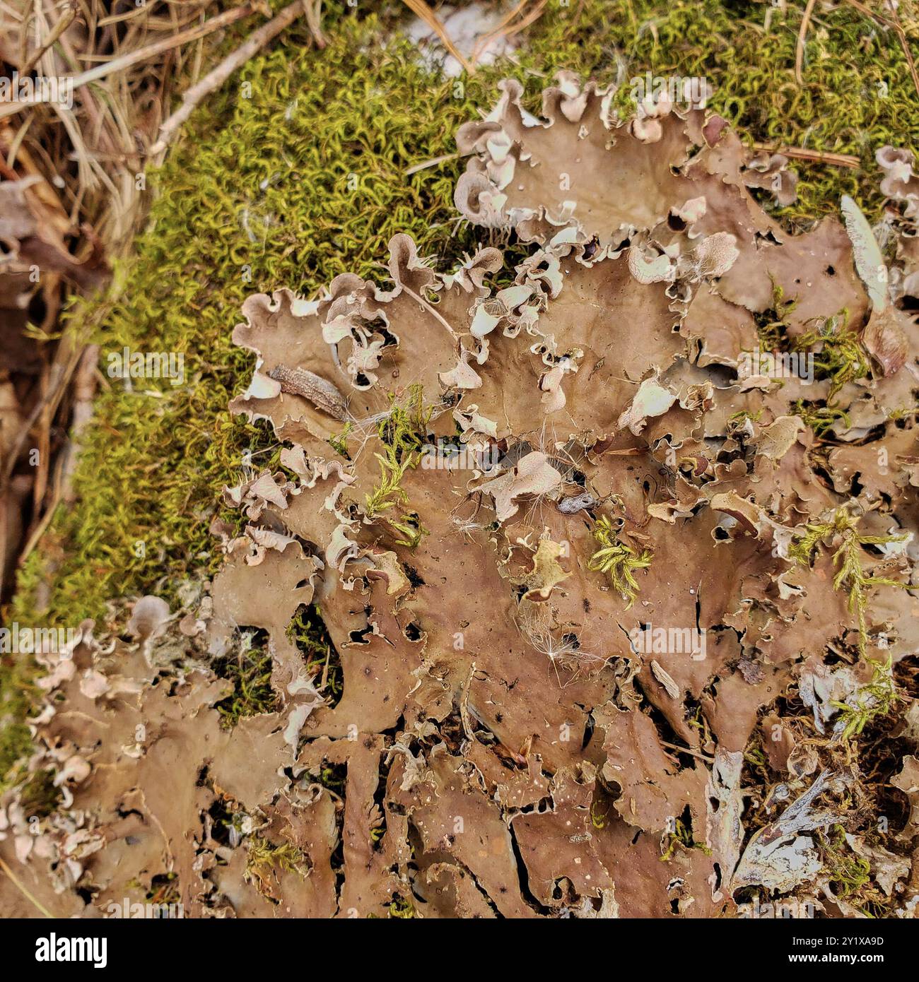 field dog lichen (Peltigera rufescens) Fungi Stock Photo - Alamy