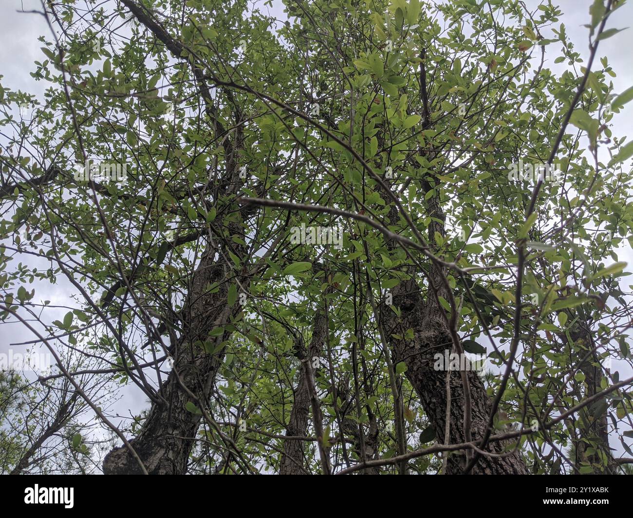 Swamp tupelo (Nyssa biflora) Plantae Stock Photo - Alamy