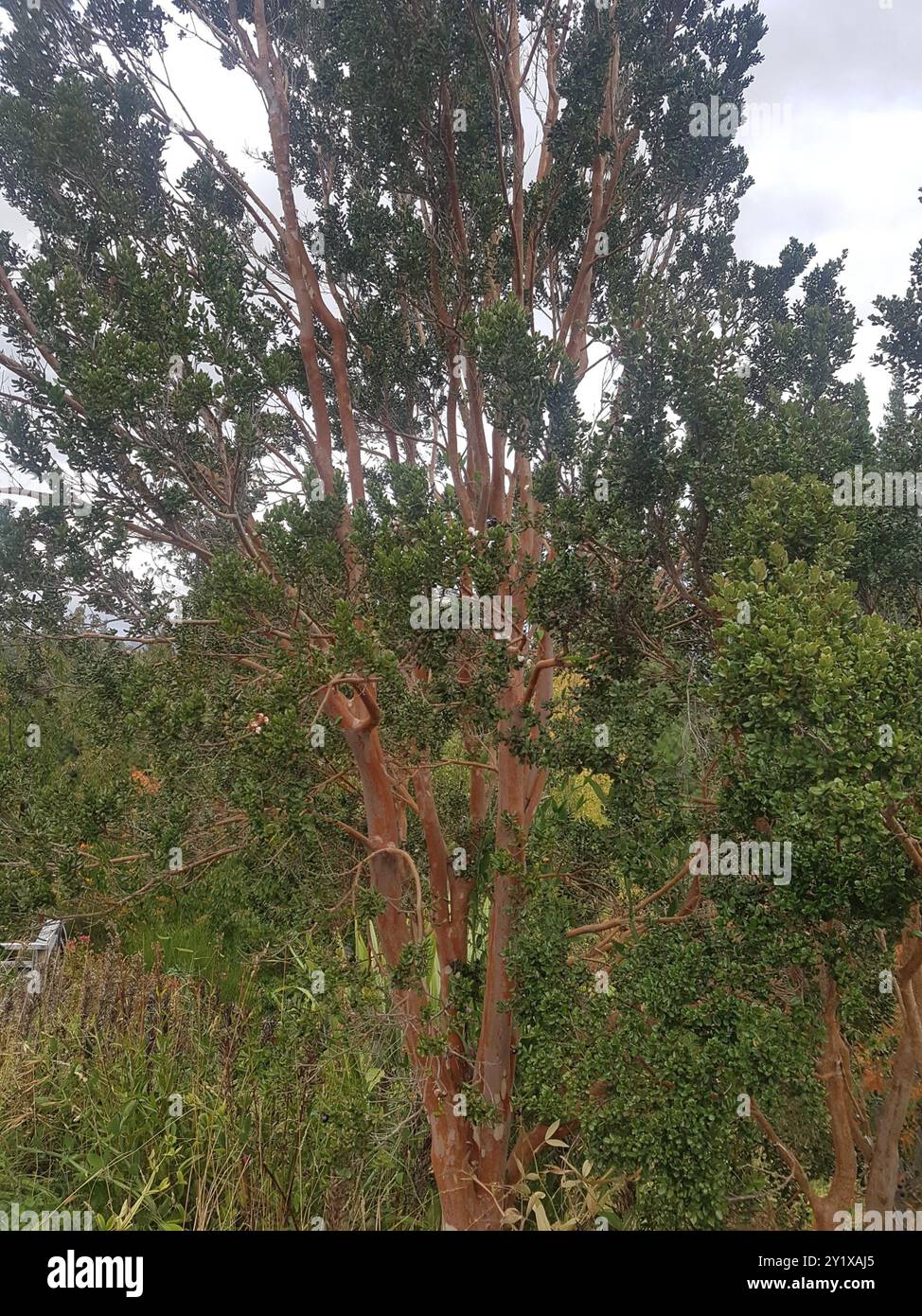 arrayan (Luma apiculata) Plantae Stock Photo - Alamy