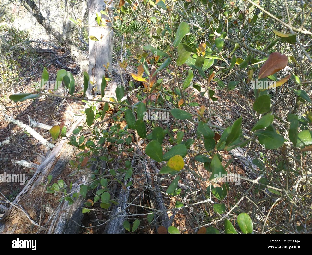 Myrtle Oak (Quercus myrtifolia) Plantae Stock Photo - Alamy