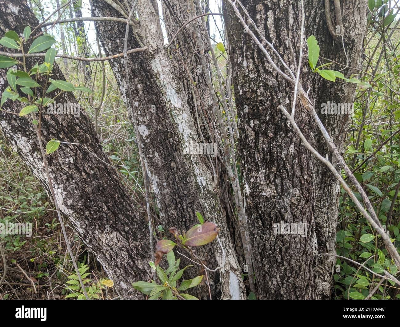 Swamp tupelo (Nyssa biflora) Plantae Stock Photo - Alamy