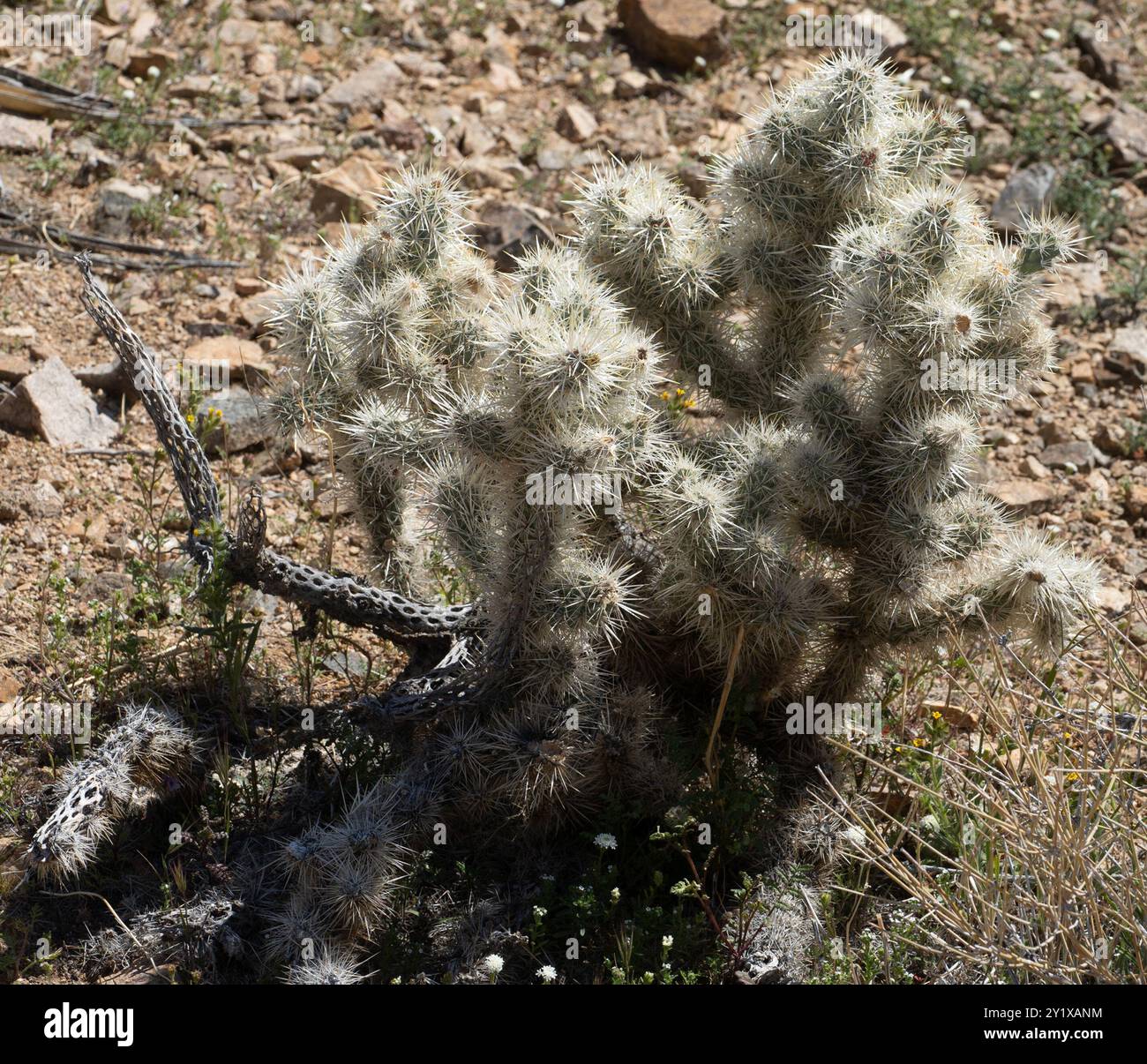 Silver Cholla (Cylindropuntia echinocarpa) Plantae Stock Photo - Alamy