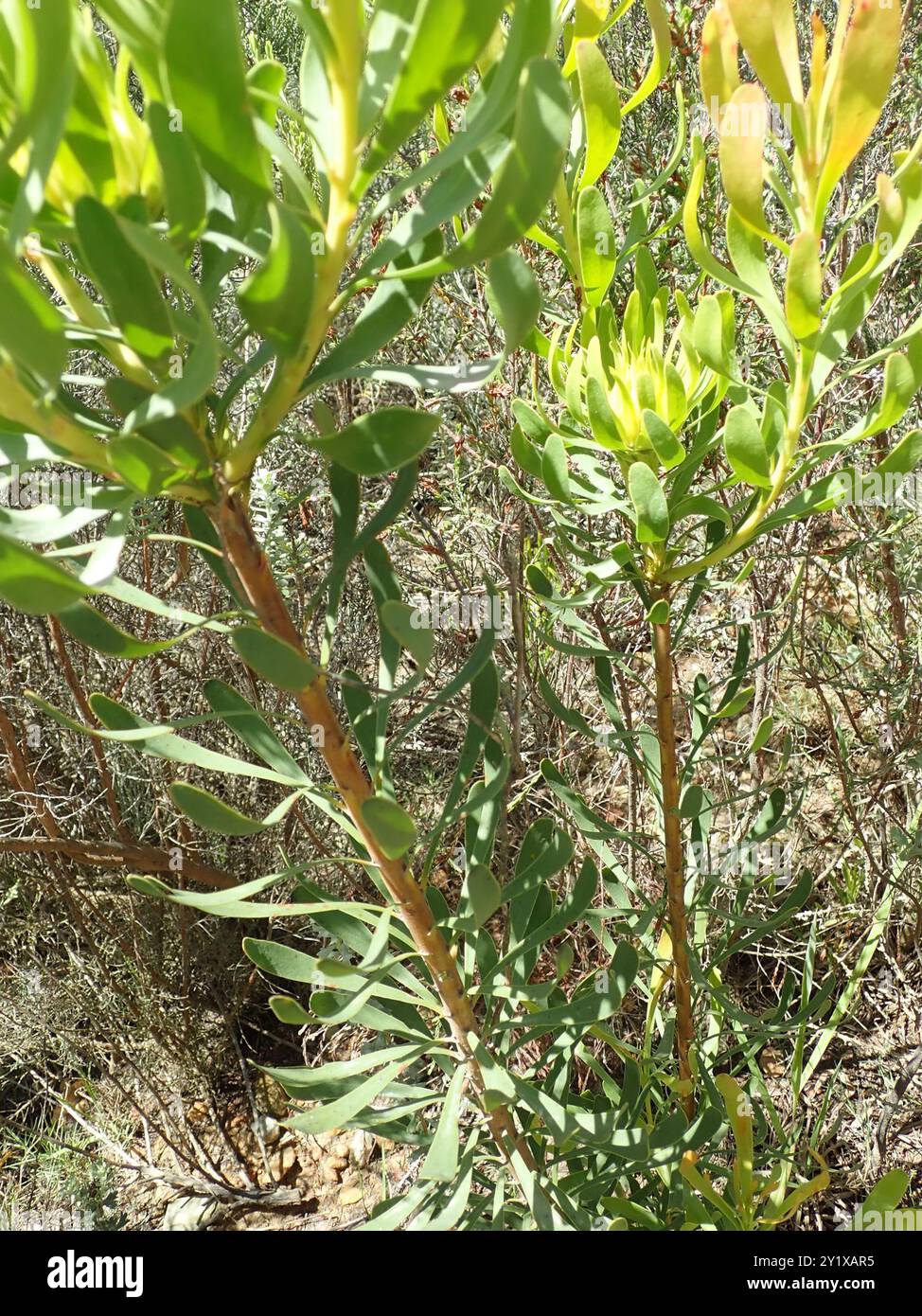 Broadleaf Featherbush (Aulax umbellata) Plantae Stock Photo - Alamy