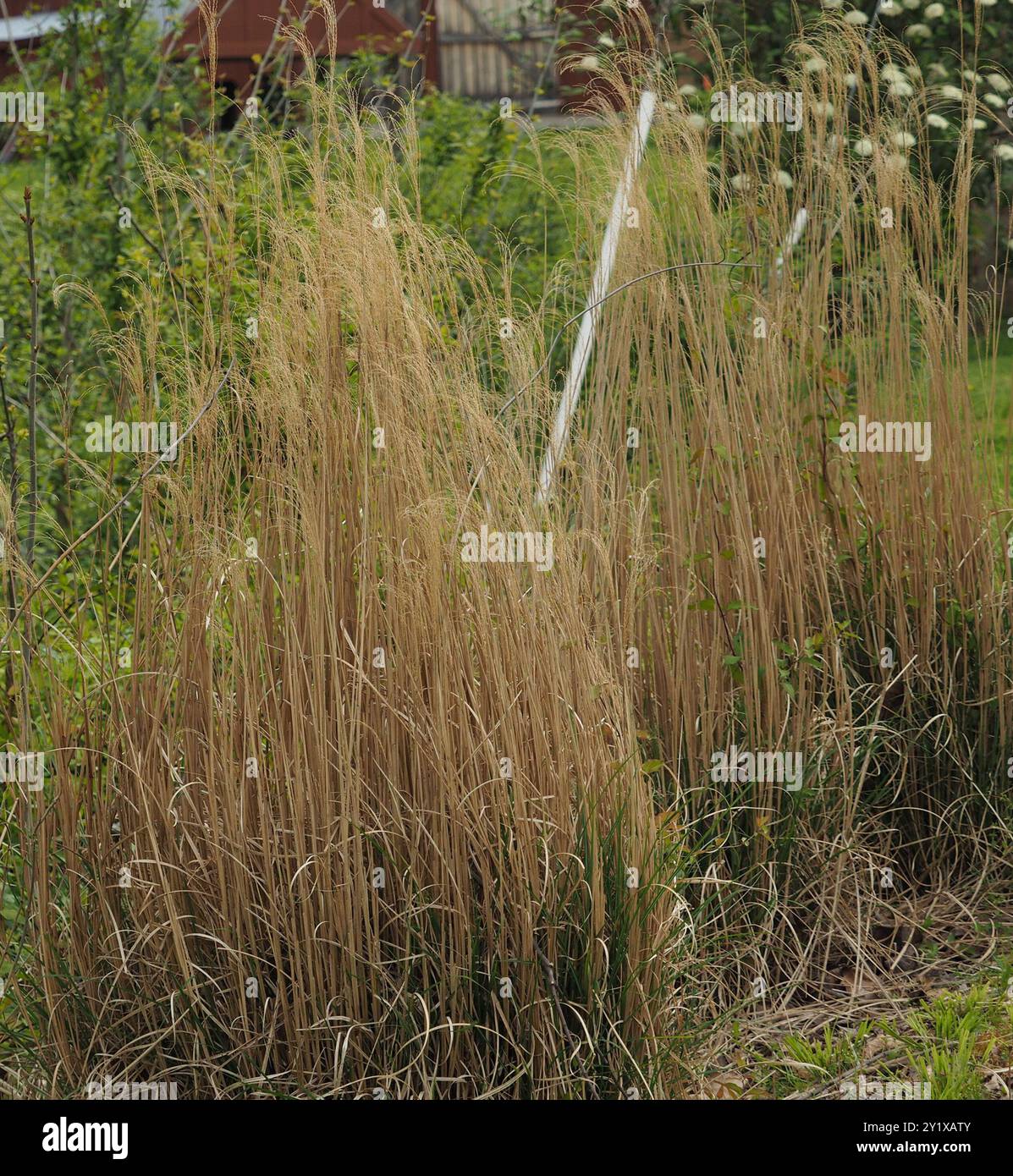 Chinese silver grass (Miscanthus sinensis) Plantae Stock Photo - Alamy