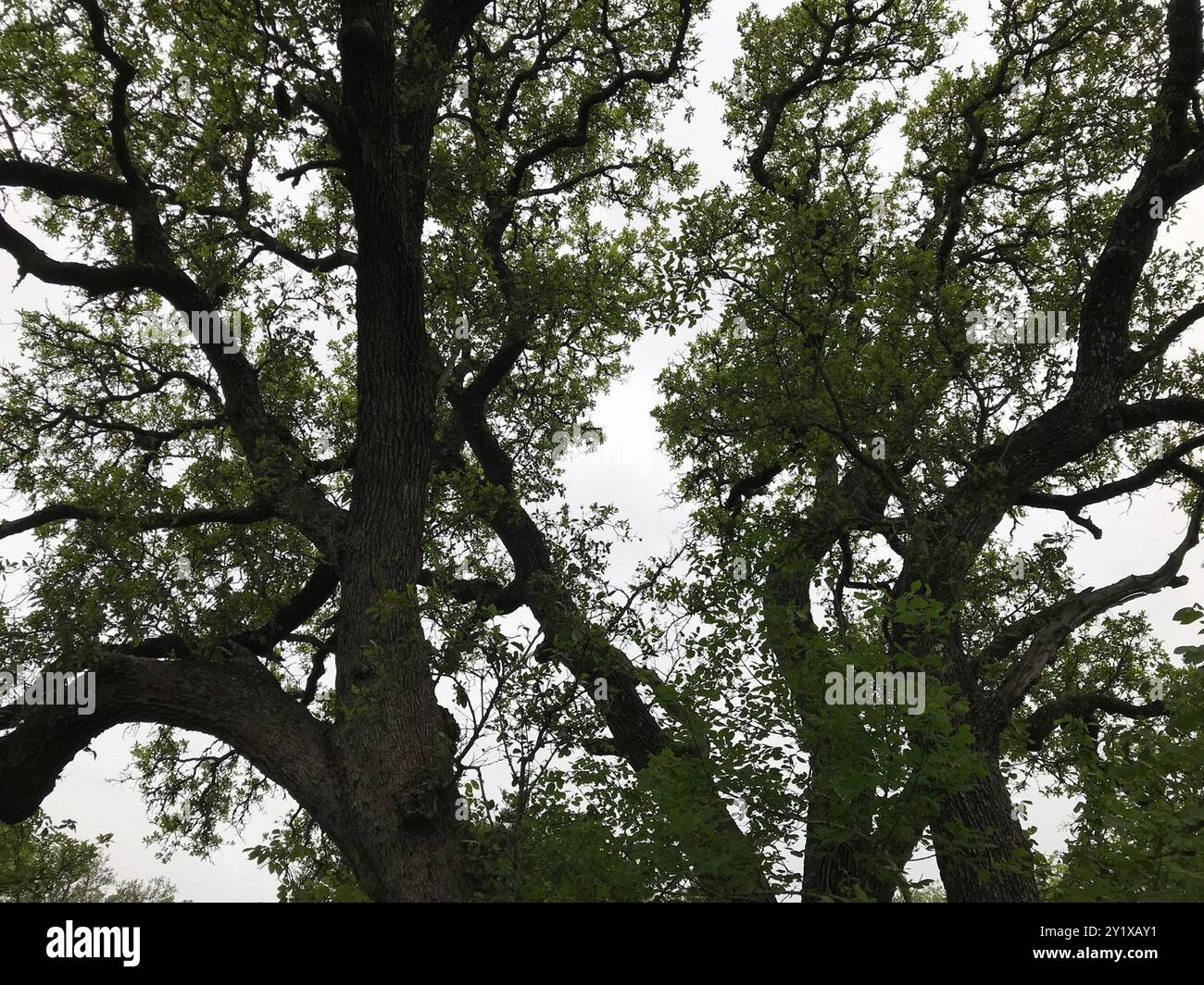 Texas live oak (Quercus fusiformis) Plantae Stock Photo - Alamy