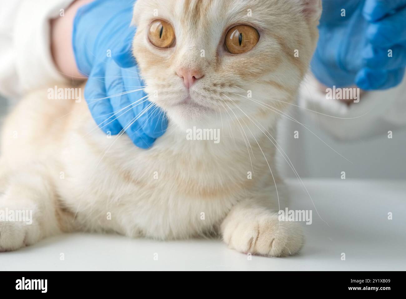 Veterinarian examining cute cat on surgical table. Pet care concept ...