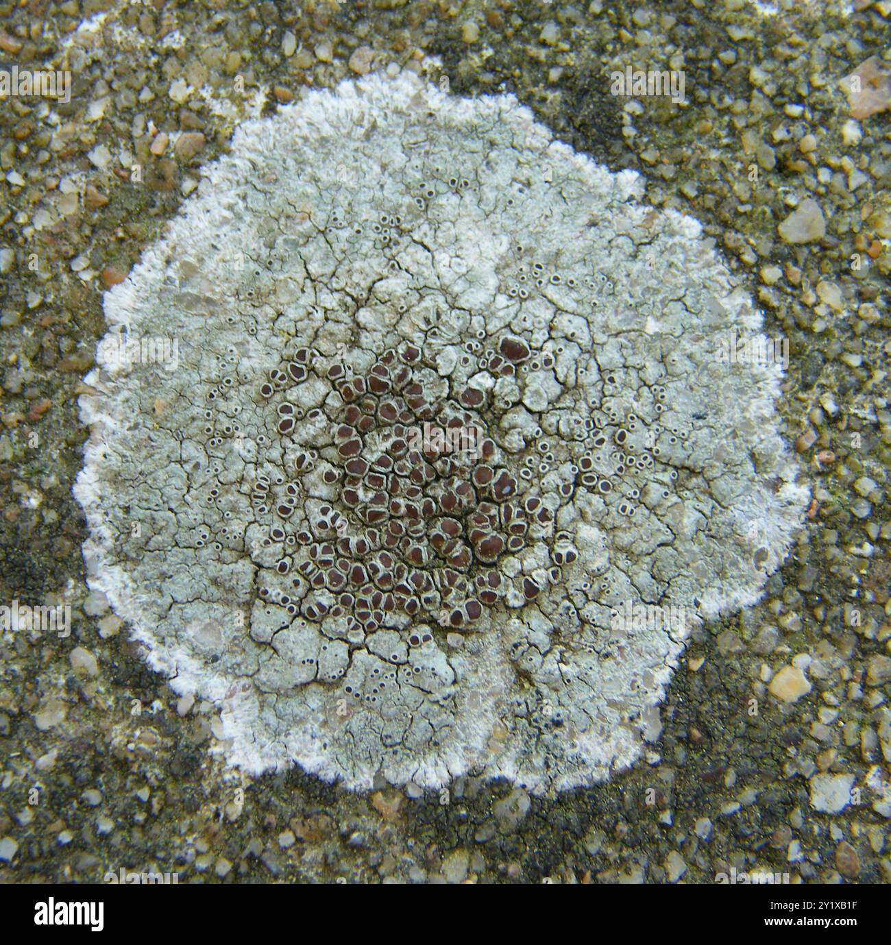 rim lichens, disc lichens, and allies (Lecanoraceae) Fungi Stock Photo ...