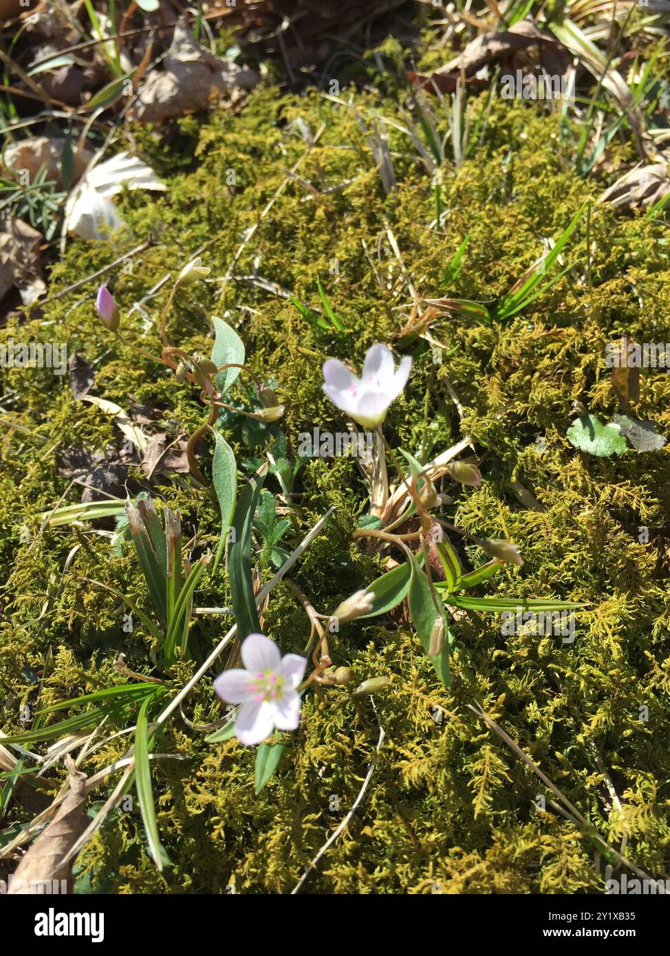 Carolina Springbeauty (Claytonia caroliniana) Plantae Stock Photo - Alamy