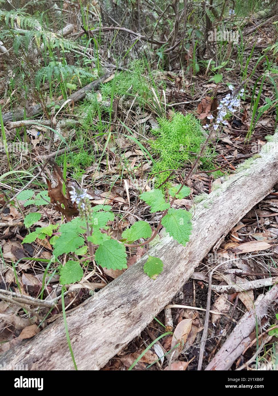 little spurflower (Coleus australis) Plantae Stock Photo - Alamy