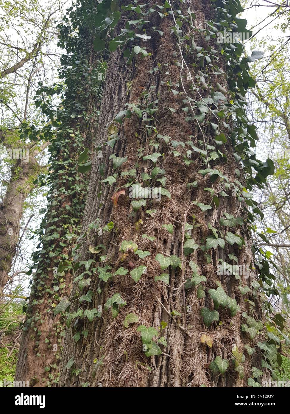 common ivy (Hedera helix) Plantae Stock Photo - Alamy