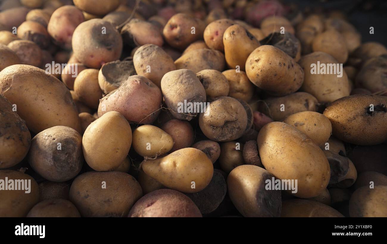 Bad spoiled potatoes, wireworm eaten, unhealthy vegetables. Rotten ...