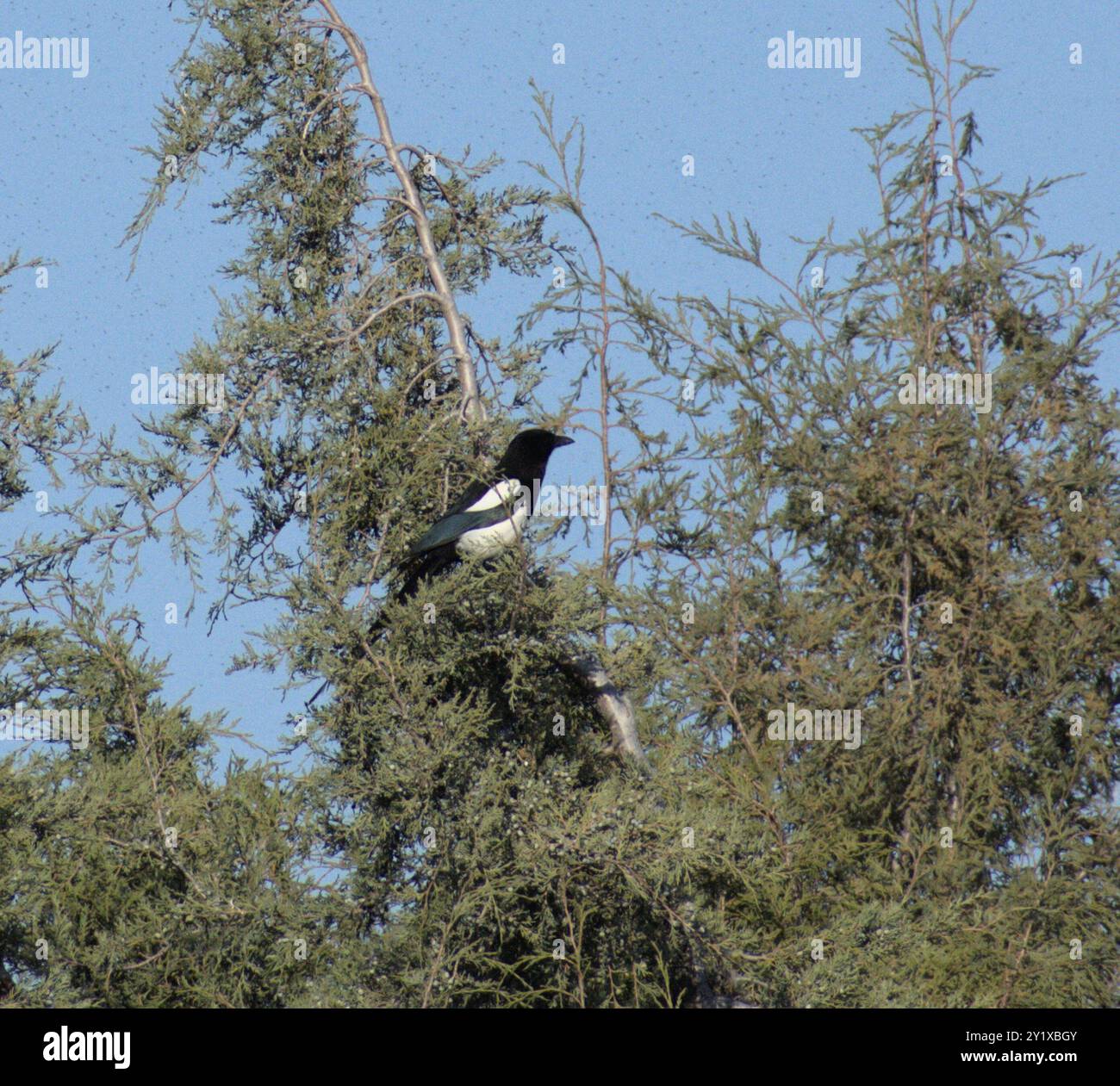 Black-billed Magpie (Pica hudsonia) Aves Stock Photo - Alamy
