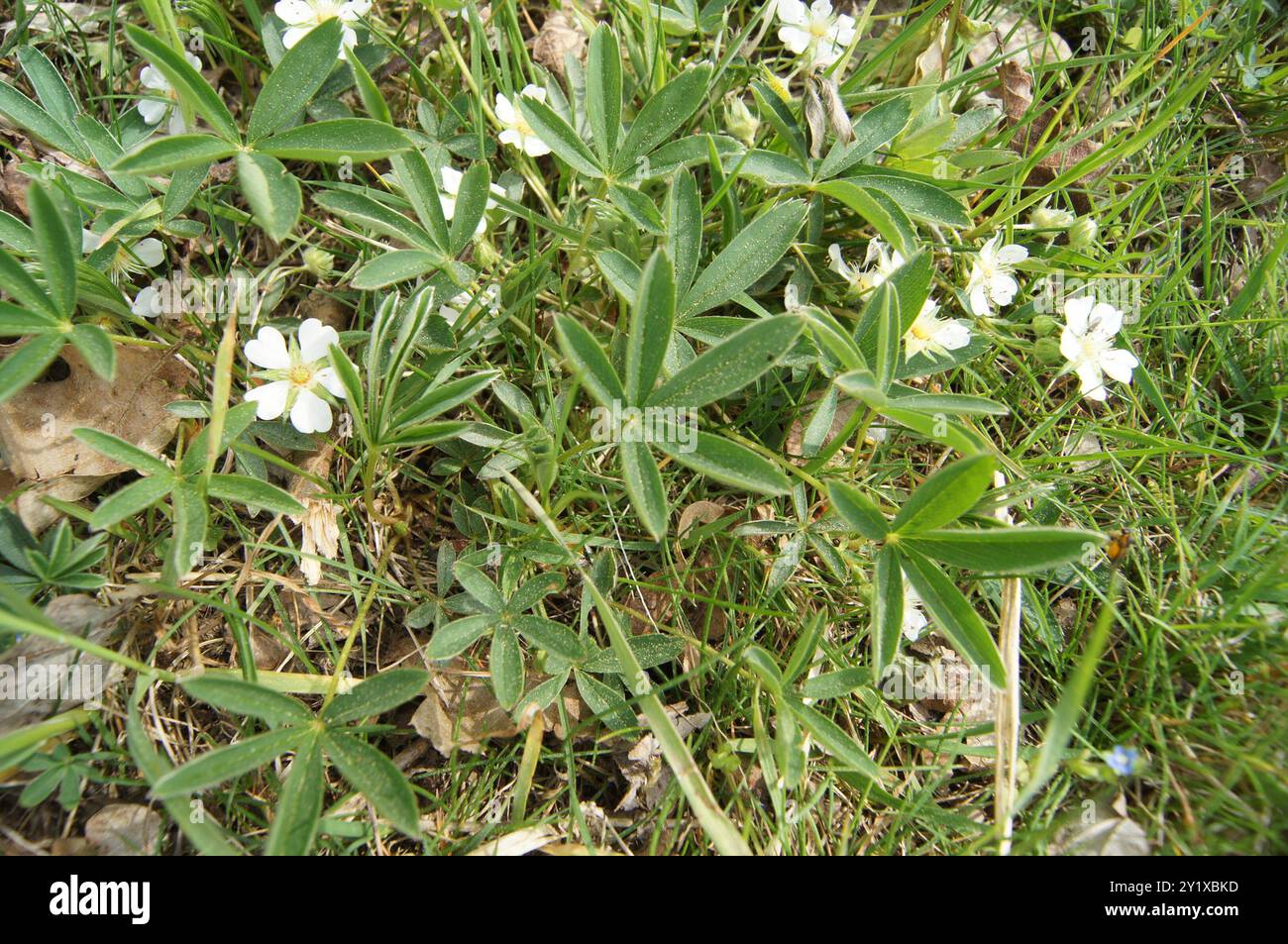 White Cinquefoil (Potentilla alba) Plantae Stock Photo - Alamy