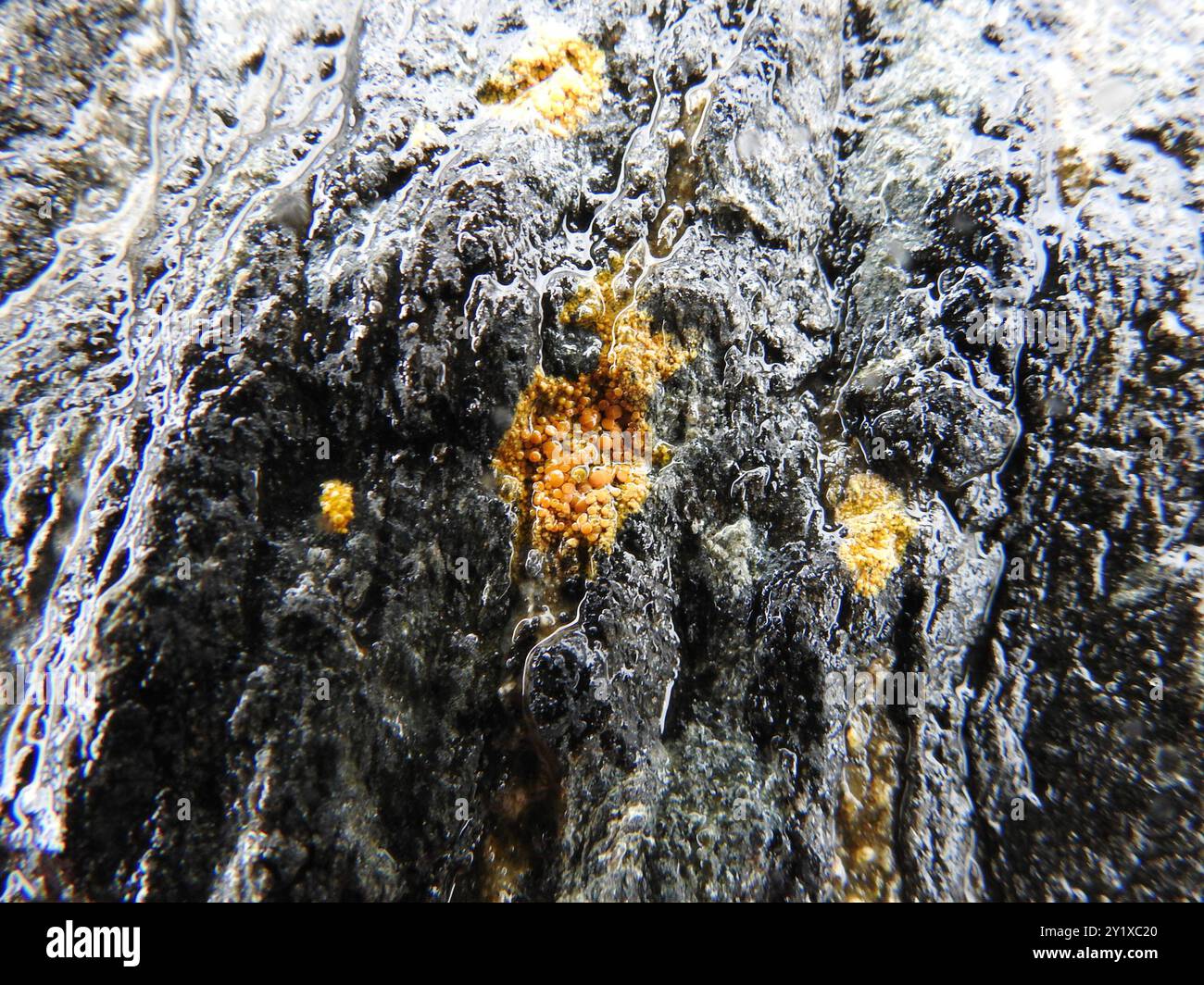 Orange Terrestrial Algae (Trentepohliales) Plantae Stock Photo - Alamy