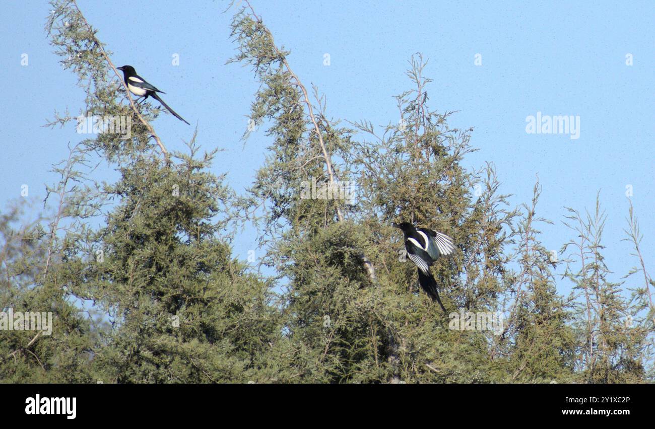 Black-billed Magpie (Pica hudsonia) Aves Stock Photo - Alamy
