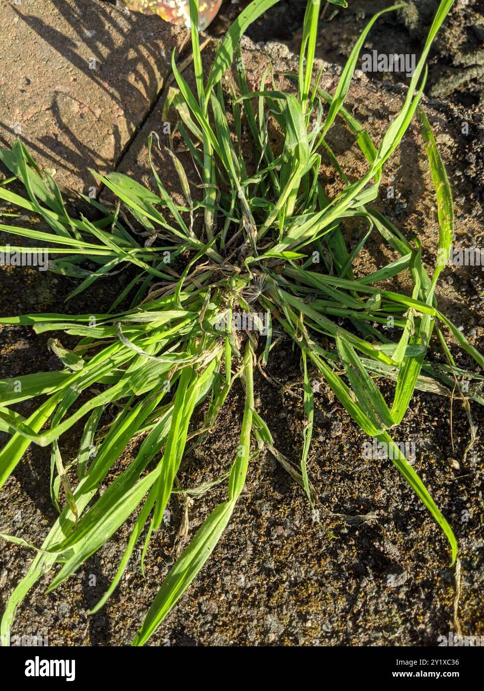 grasses (Poaceae) Plantae Stock Photo - Alamy