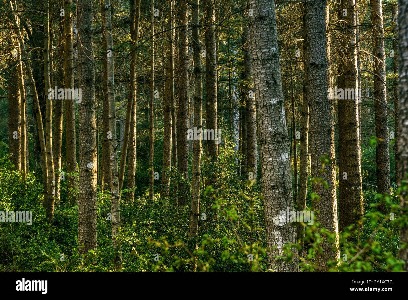 Atlas cedars, Foret Des Cedres, Luberon National Park, Provence, France ...