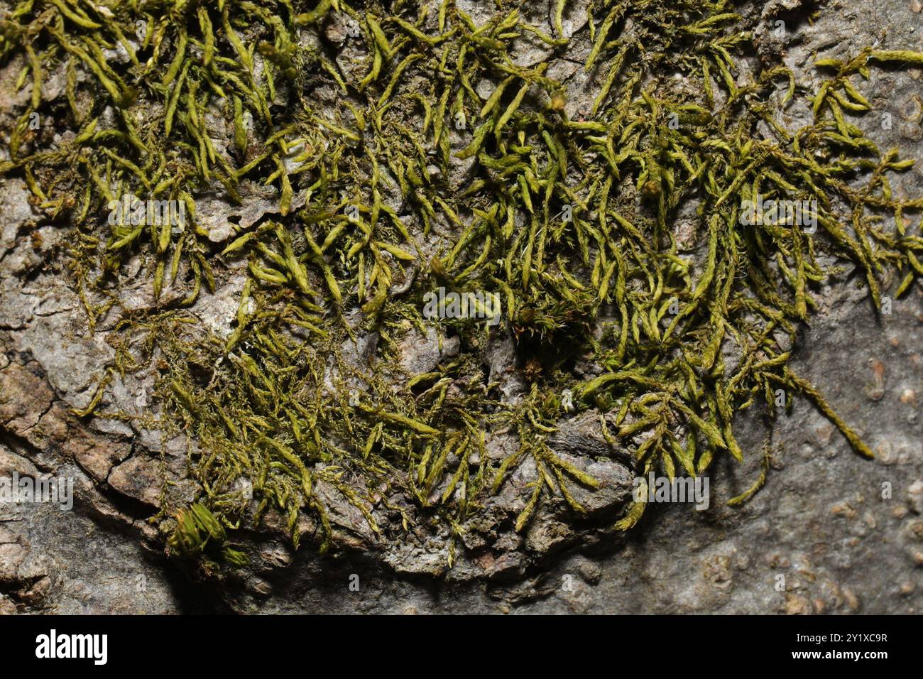 Lateral Cryphaea (Cryphaea heteromalla) Plantae Stock Photo - Alamy