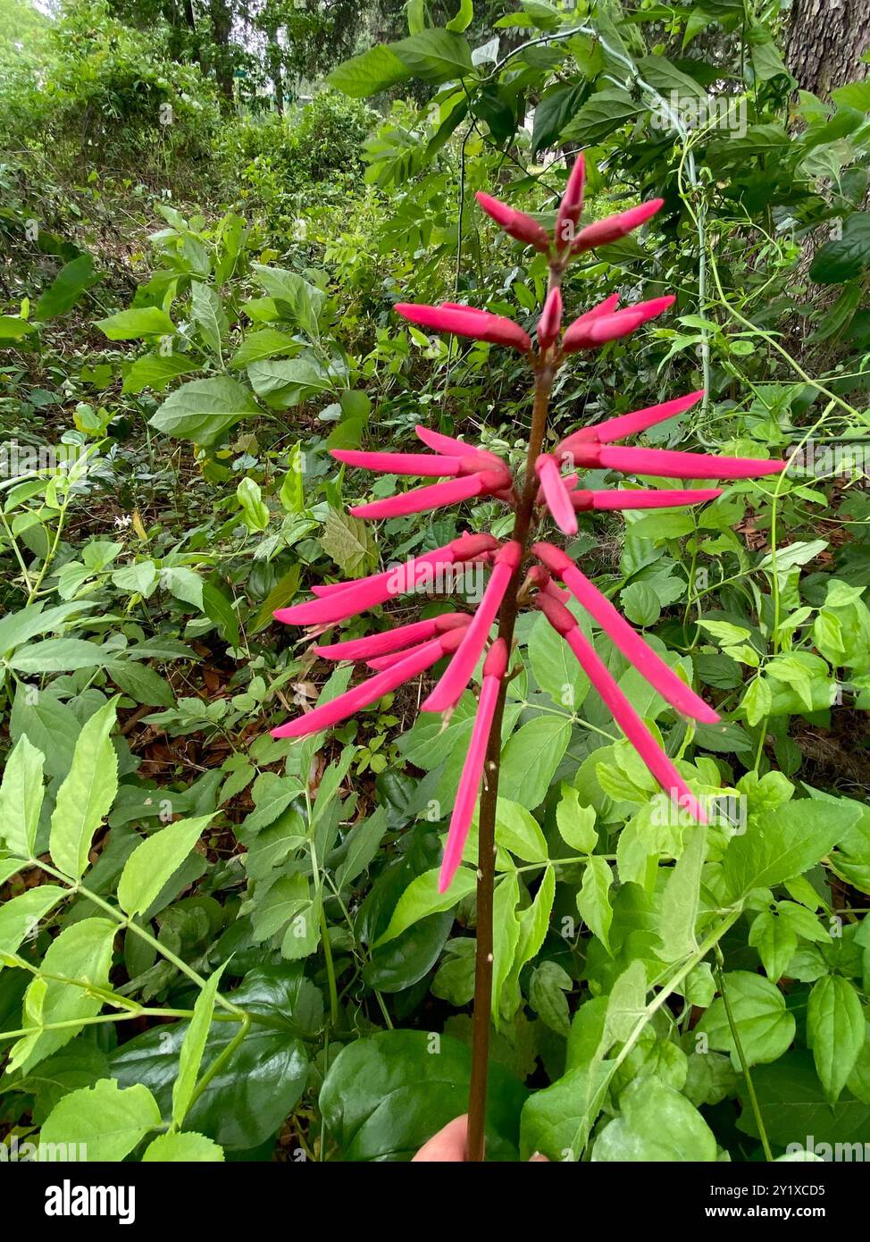 Coral Bean (Erythrina herbacea) Plantae Stock Photo - Alamy
