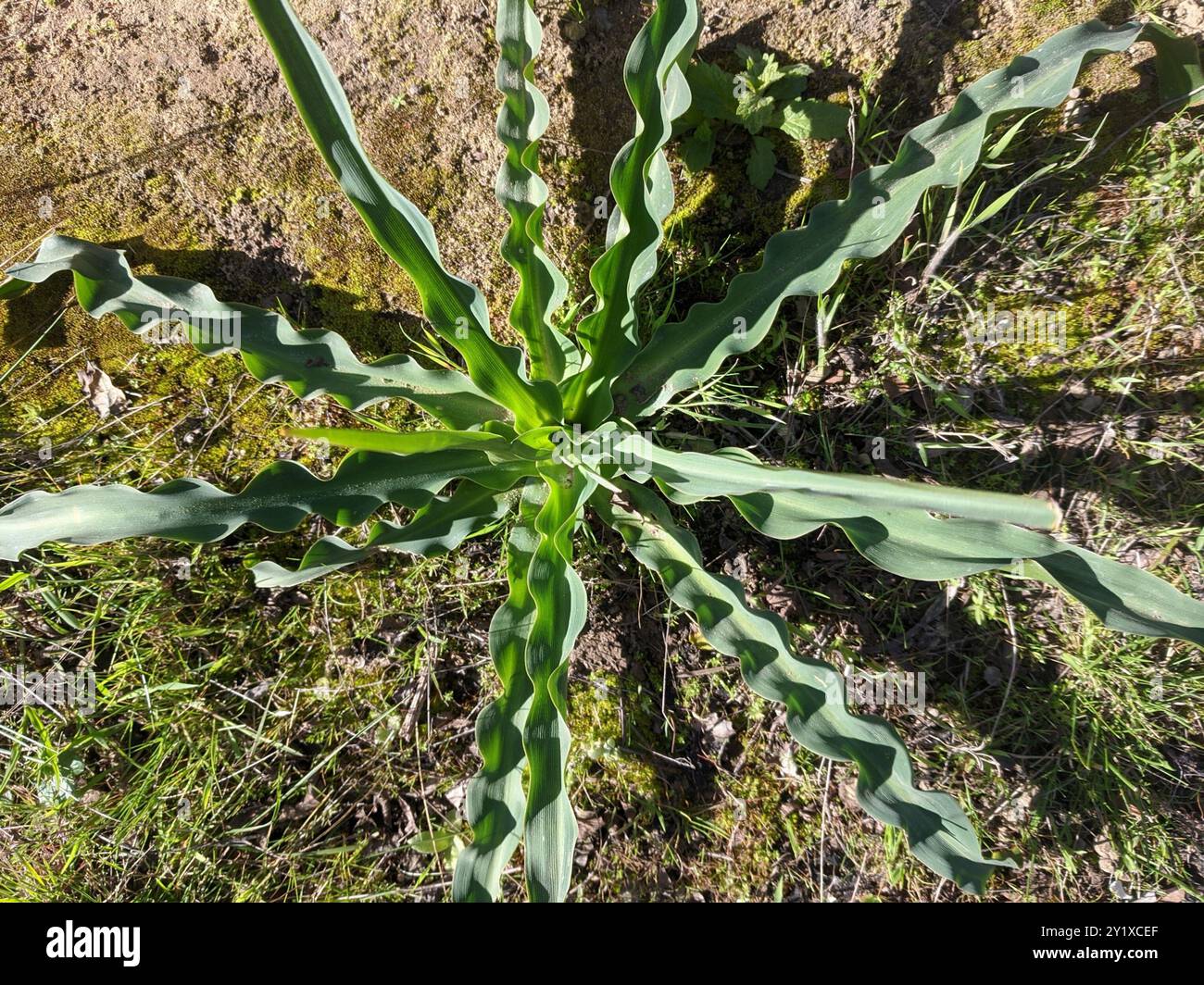 wavy-leafed soap plant (Chlorogalum pomeridianum) Plantae Stock Photo ...